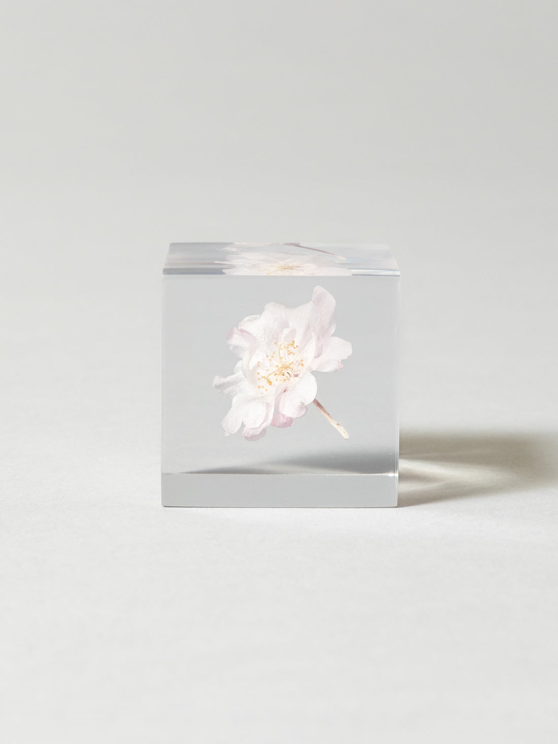 Sola Cube - Yaebenishidare (Sakura)