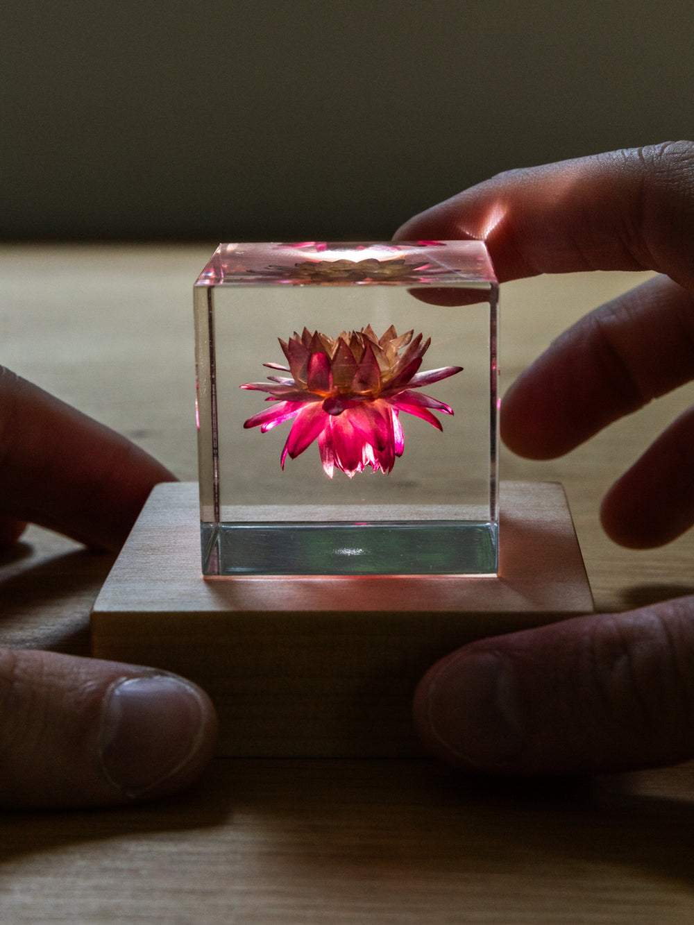 Sola Cube - Strawflower (Kaigaraso)