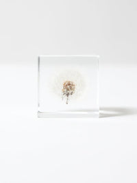 The Sola Cube Collection