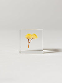 The Sola Cube Collection