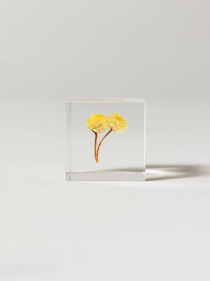 The Sola Cube Collection