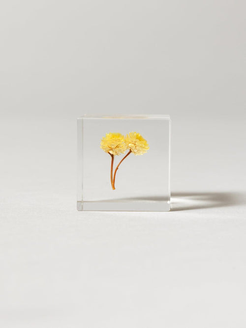 Sola Cube - Immortelle