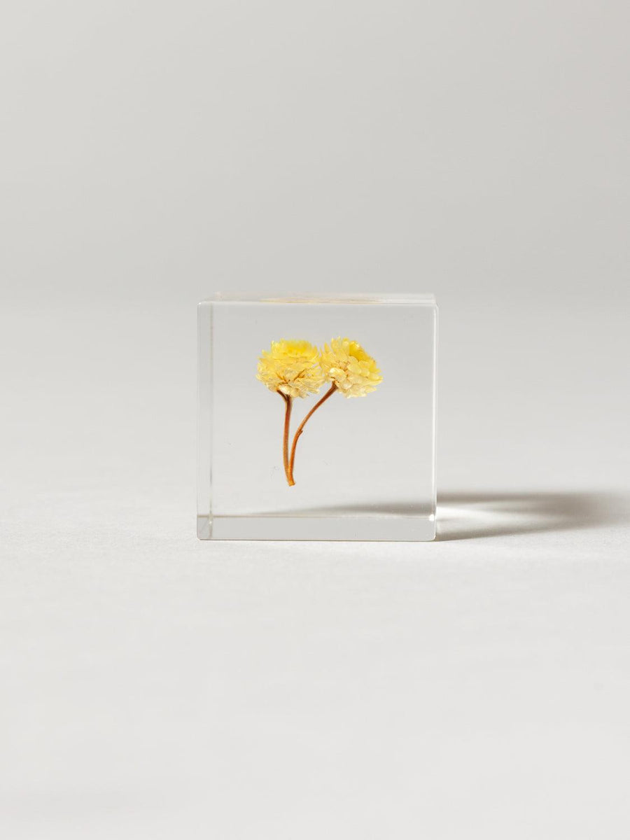The Sola Cube Collection